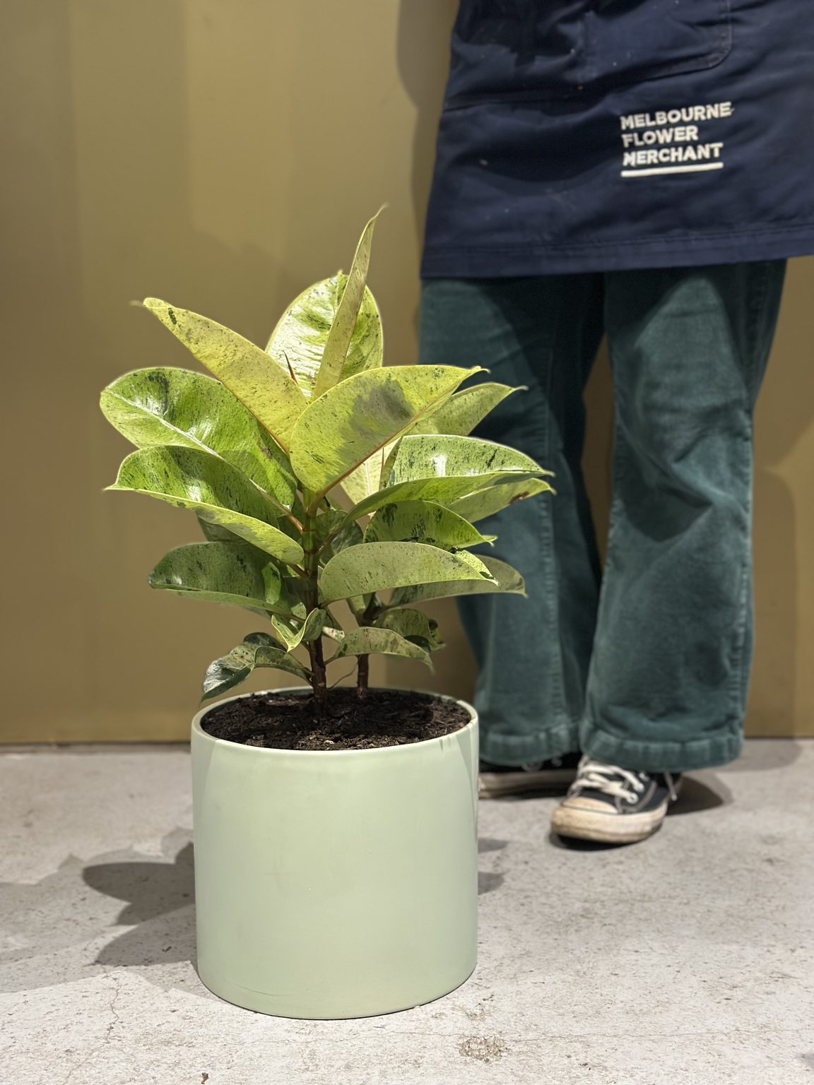 Ficus Elastica Green - Melbourne Flower Merchant
